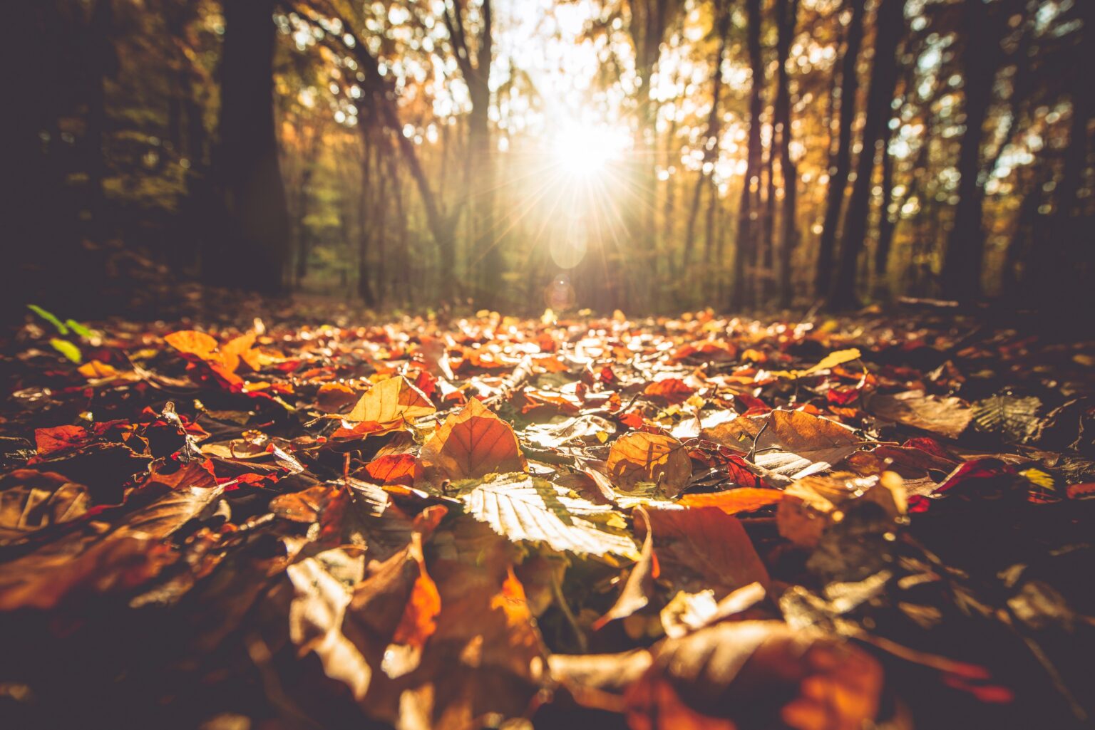 Why Leaves Change Color: The Science Behind Autumn’s Brightest Show ...