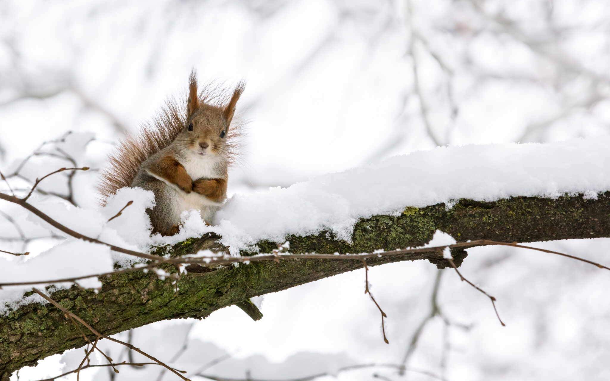How Animals Predict Weather: Fact vs. Folklore in Nature’s Forecasters ...