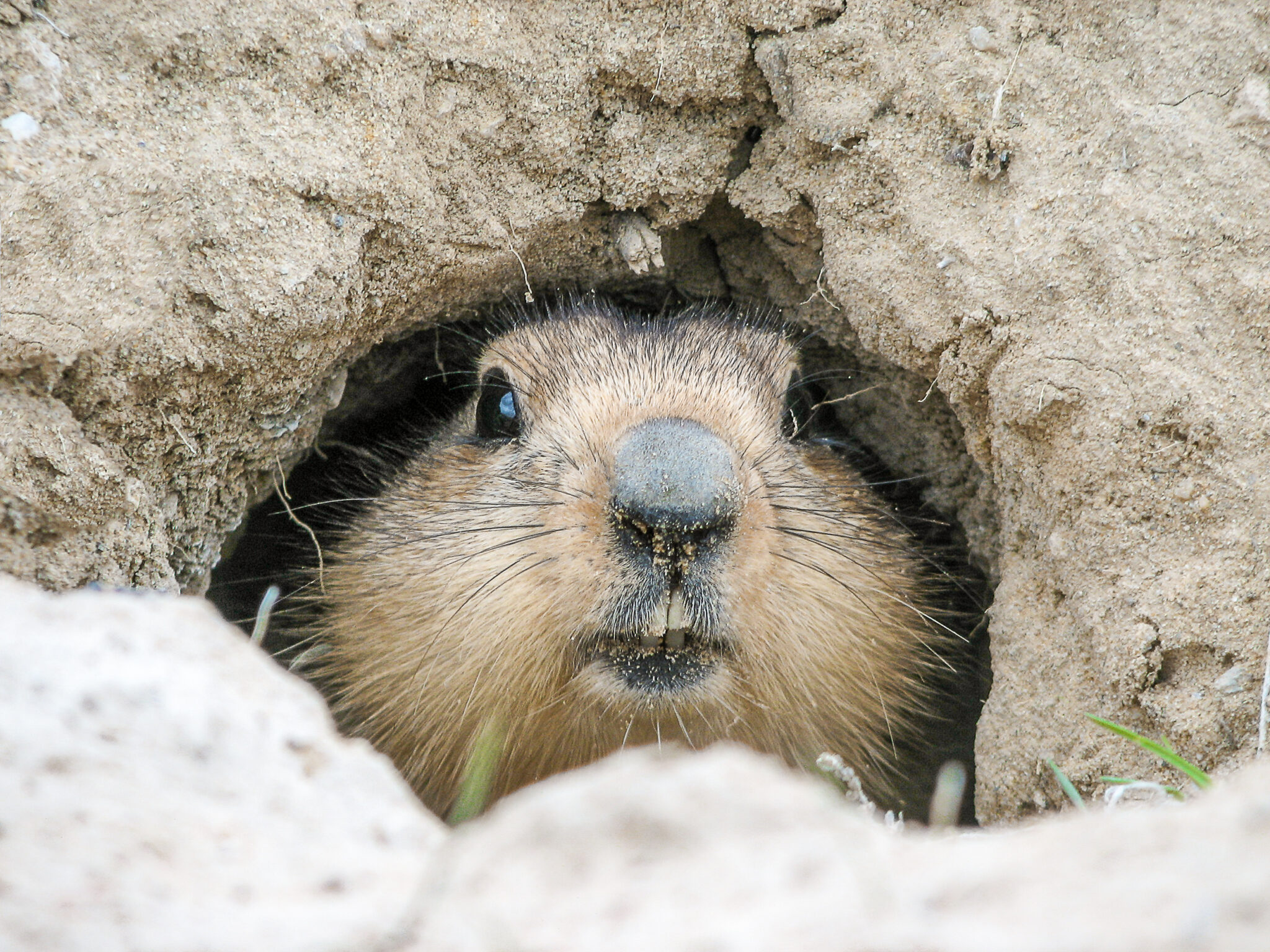 Why Groundhog Day Predicts Spring: The Science (or Lack Thereof) Behind ...