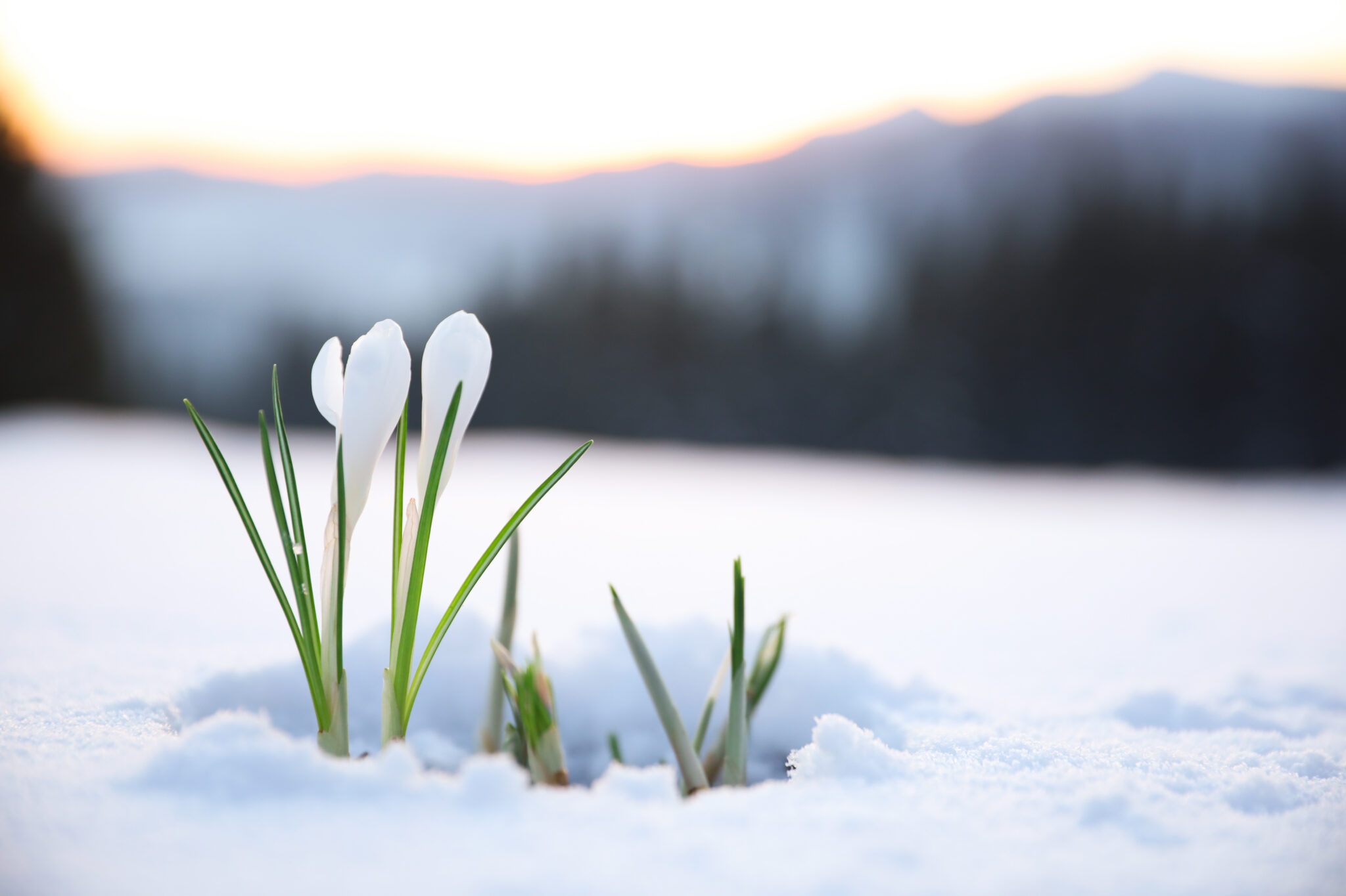 Why Does March Have Such Wild Temperature Swings? The Battle Between ...