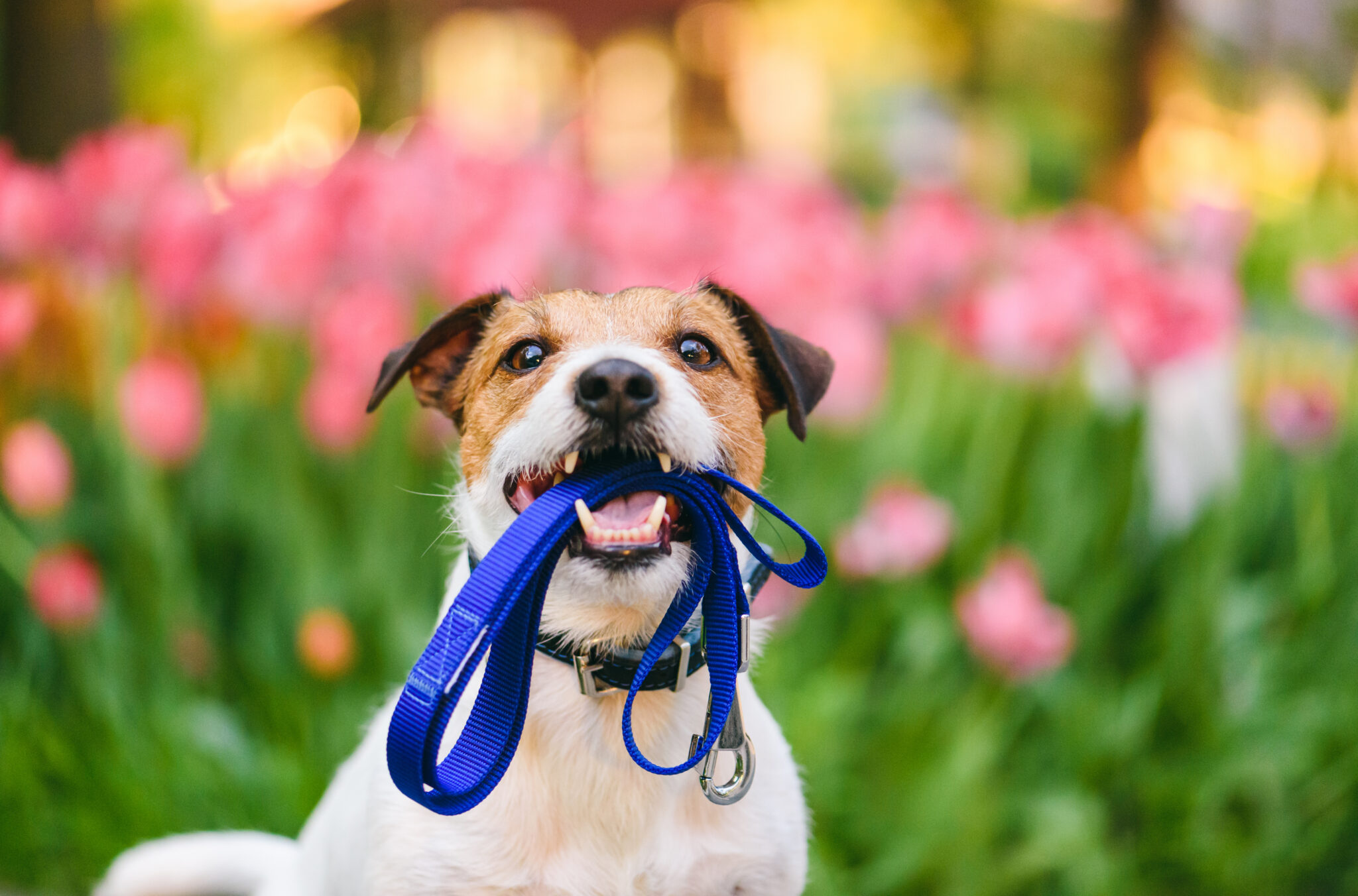 Spring Has Arrived—Here’s What That Means for Your Pets – weather-daily